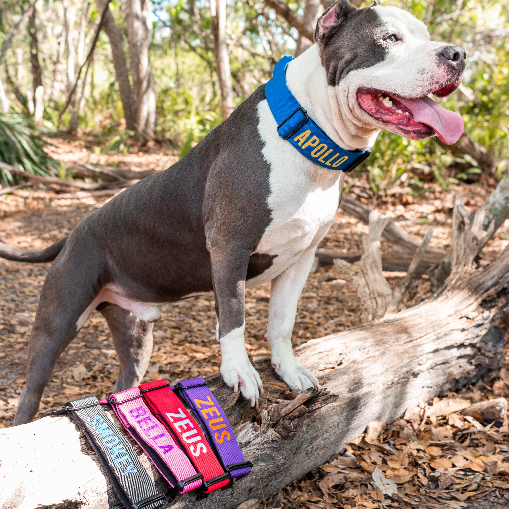 Custom Dog Collars - Heavy Duty for Bully Breeds & Strong Dogs – Summit ...