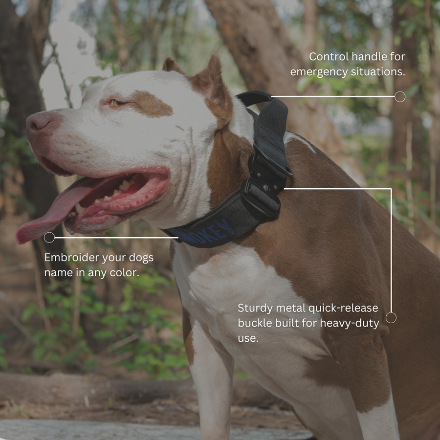 Bully Proof Set Leash + Collar – Summit Hound