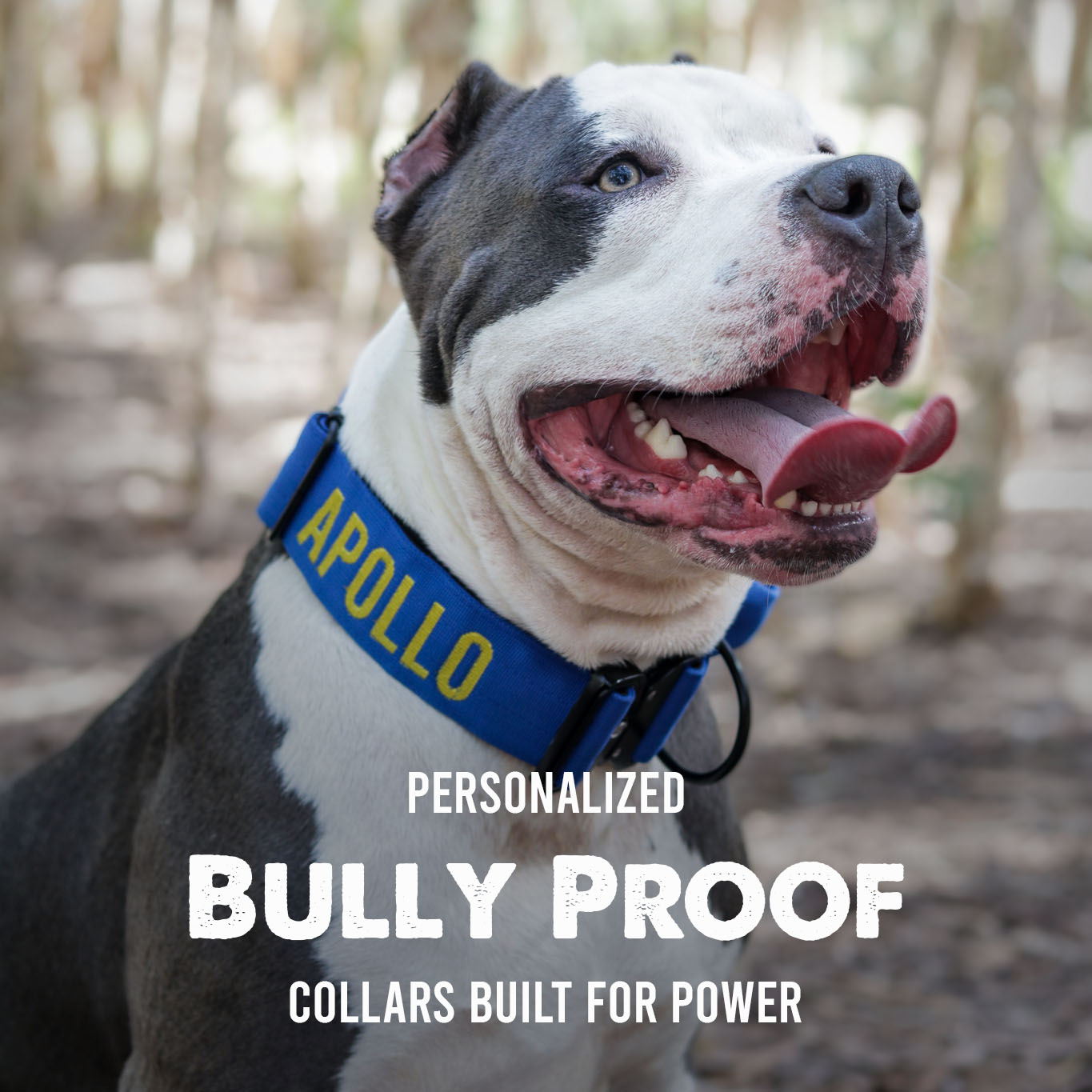 Our Story – Summit Hound
